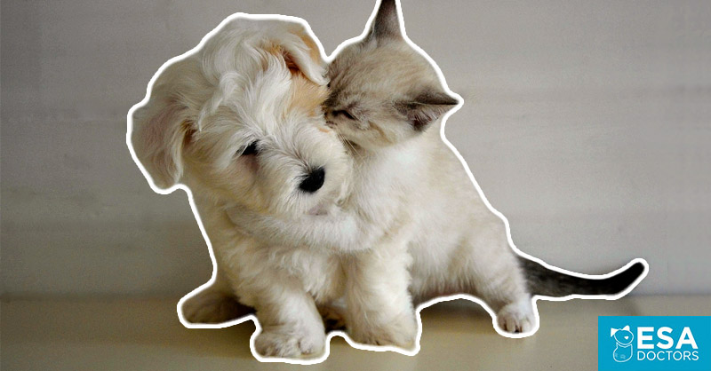Can A Landlord Deny An Emotional Support Animal ESA Doctors