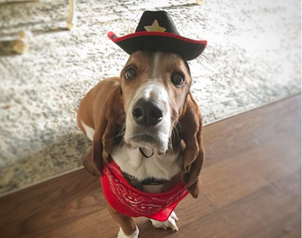 Texas Emotional Support Animal Laws ESA Doctors