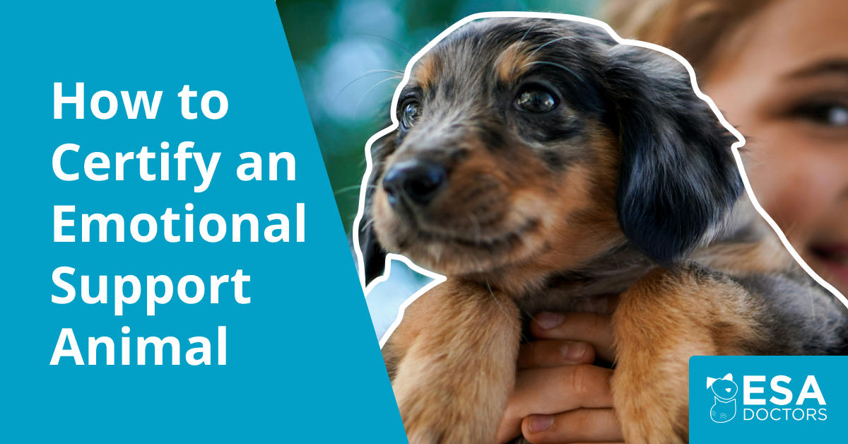 How to Certify an Emotional Support Dog