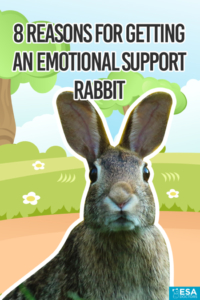 8 Reasons For Getting an Emotional Support Rabbit - ESA Doctors