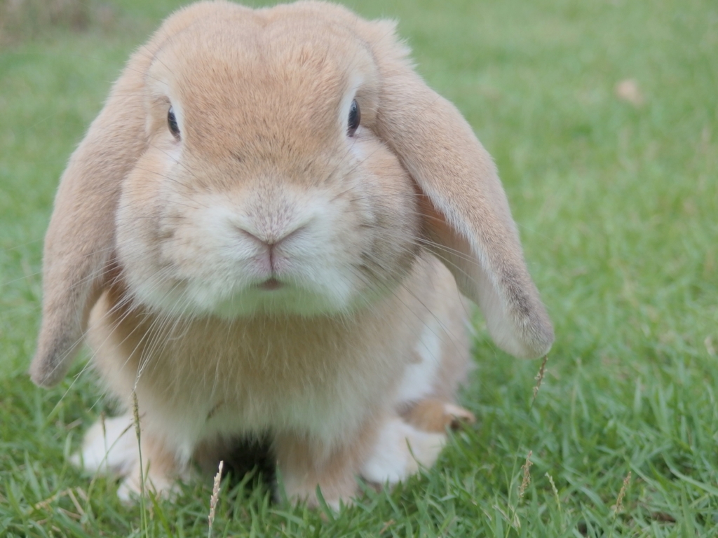 8 Reasons For Getting an Emotional Support Rabbit - ESA Doctors