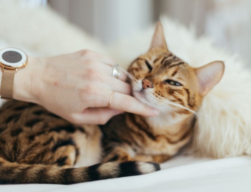 6 Best Cat Breeds for Emotional Support - ESA Doctors