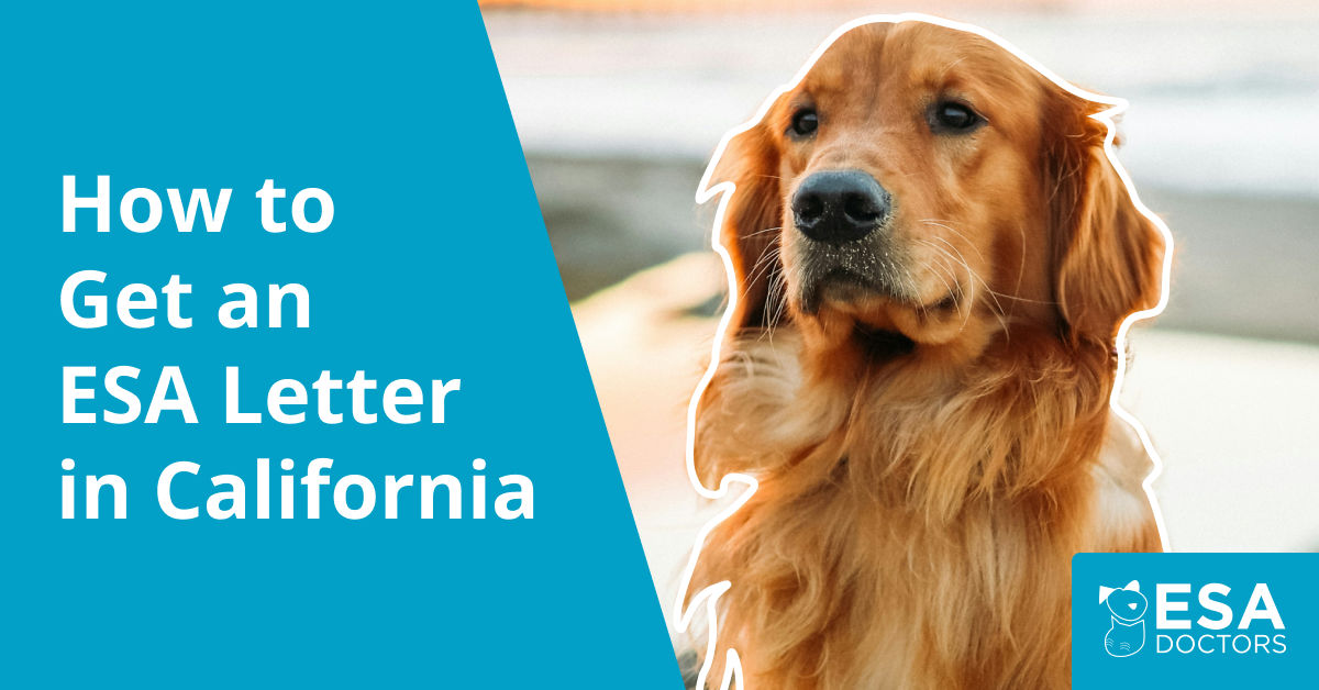 How to Get an ESA Letter in California