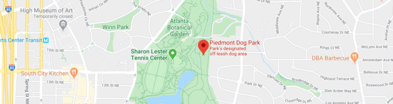 How to Get an Emotional Support Animal in Georgia - ESA Doctors