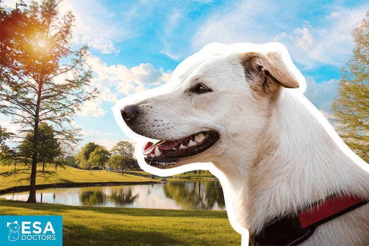 How To Get An Emotional Support Animal In Ohio ESA Doctors