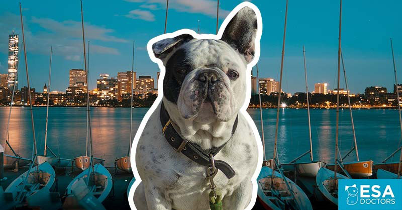 How to Get an Emotional Support Animal in Maryland - ESA Doctors