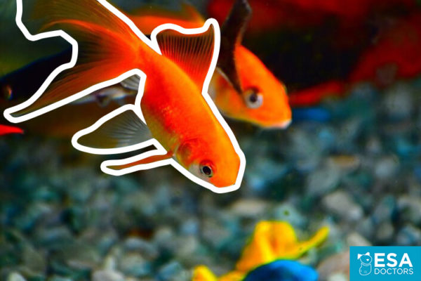Can a Pet Fish Help with Anxiety - ESA Doctors