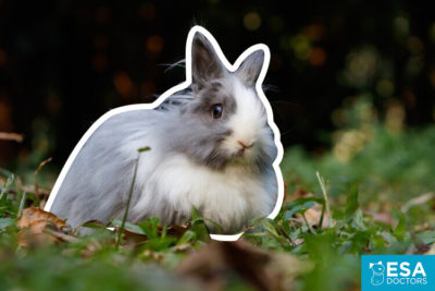 How to Get an Emotional Support Rabbit - ESA Doctors