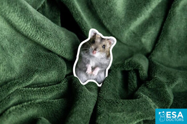 Top 5 Rodents as Emotional Support Animals - ESA Doctors