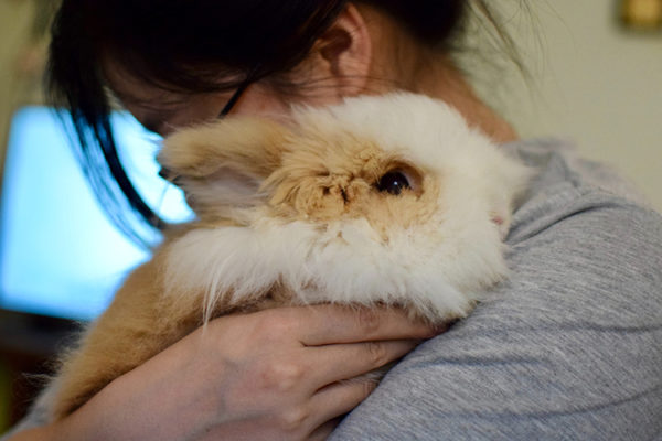 How to Get an Emotional Support Rabbit - ESA Doctors