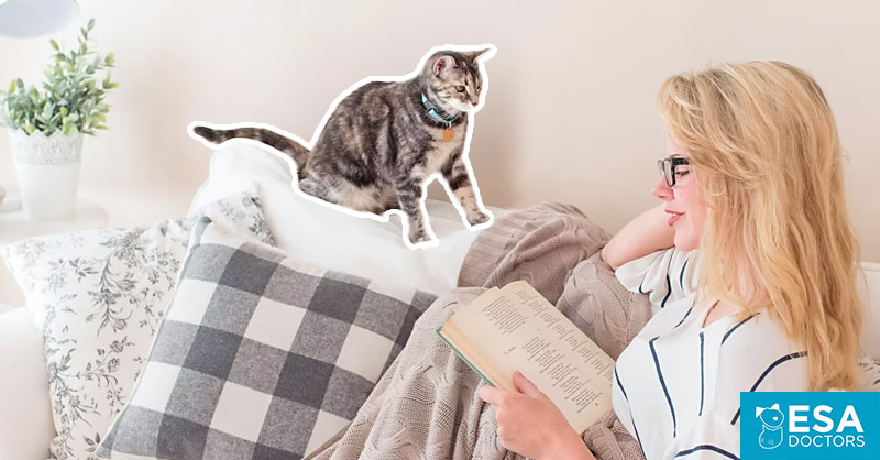 Best Emotional Support Cat Breeds - ESA Doctors