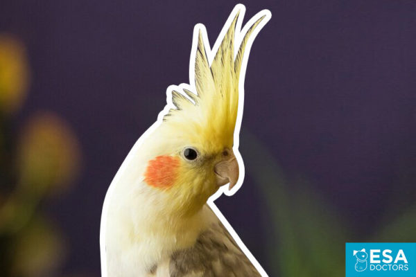 Best Birds as Emotional Support Animals - ESA Doctors