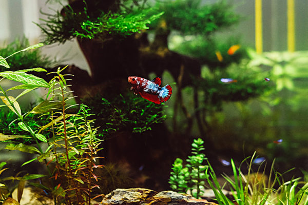 Do Pet Fish Help With Depression? - ESA Doctors
