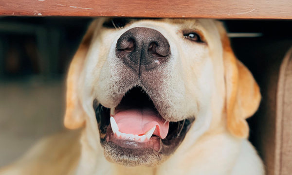 10 Best Emotional Support Dog Breeds for Kids with Autism - ESA Doctors