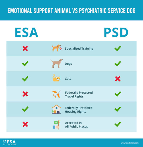 Do I Need an ESA Letter or a Service Dog Certification? - ESA Doctors
