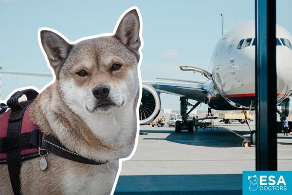 Airline Requirements For Traveling With A Service Dog ESA Doctors airline-requirements-for-traveling-with-a-service-dog-esa-doctors
