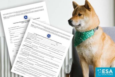How to do The DOT & TSA Service Animal Form: Easy Guide