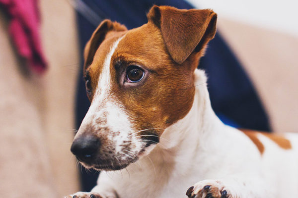 Can You Have an Emotional Support Animal for OCD? - ESA Doctors