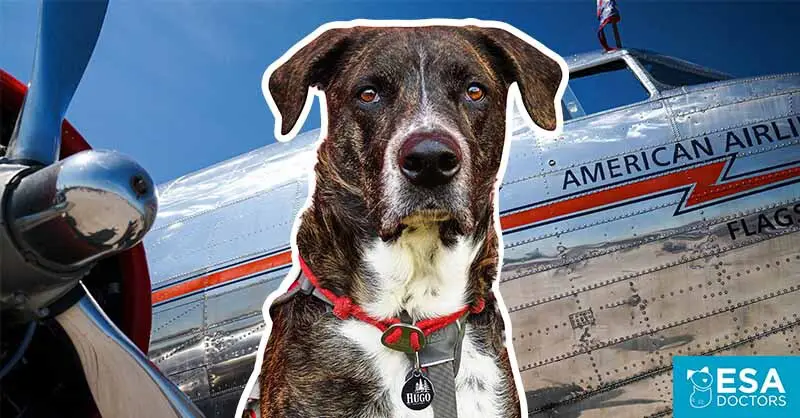 Are Airlines Allowed To Ask For Service Dog Documentation