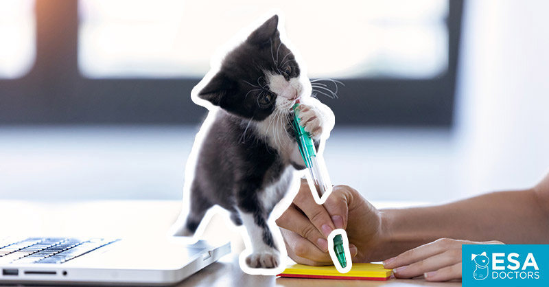 Who Can Write An ESA Letter ESA Doctors