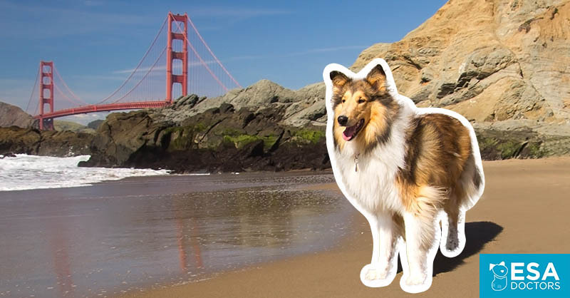 How to Get an Emotional Support Animal in California - ESA Doctors