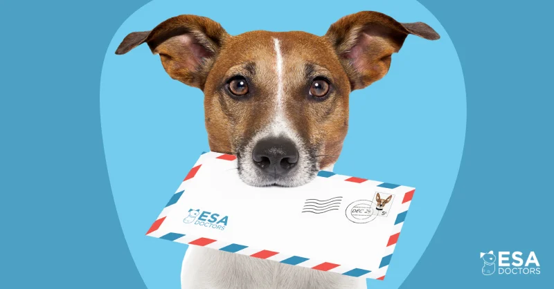 How To Get an ESA Letter With ESA Doctors - ESA Doctors