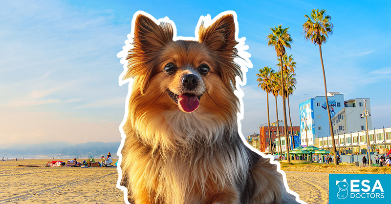 How do I qualify for an Emotional Support Animal in Los Angeles? - ESA ...