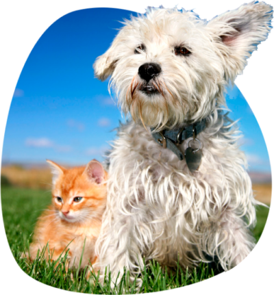 ESA Landlord Help - ESA Doctors