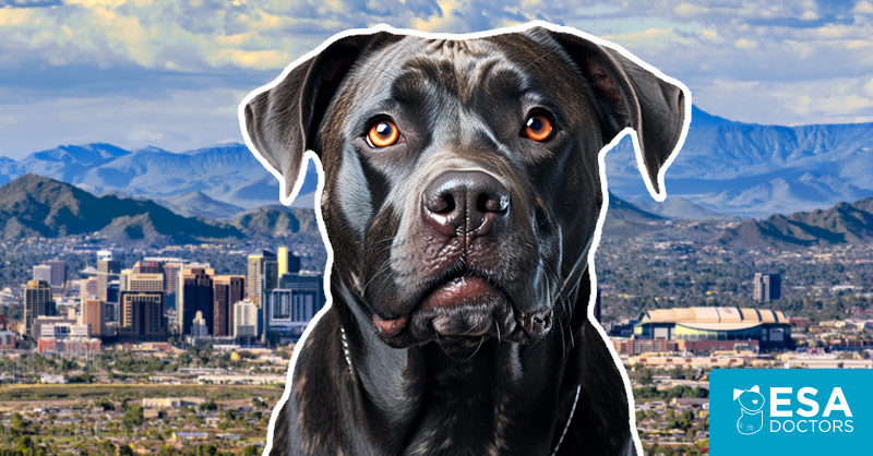 How do I qualify for an Emotional Support Animal in Phoenix? - ESA Doctors