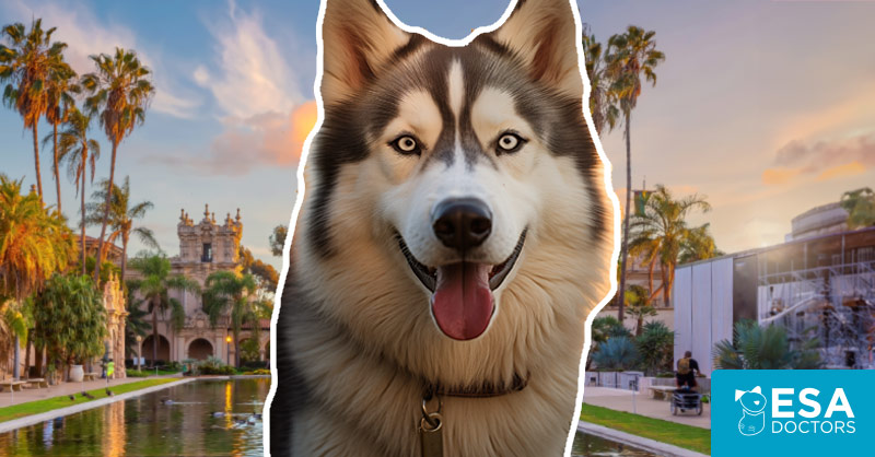 How do I Qualify for an Emotional Support Animal in San Diego? - ESA ...