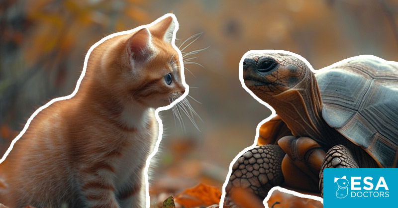 Unlikely Animal Friendships: Animals That Support Other Animals - ESA ...