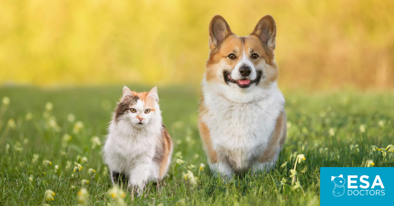 Your Legit Resource to Emotional Support Animals