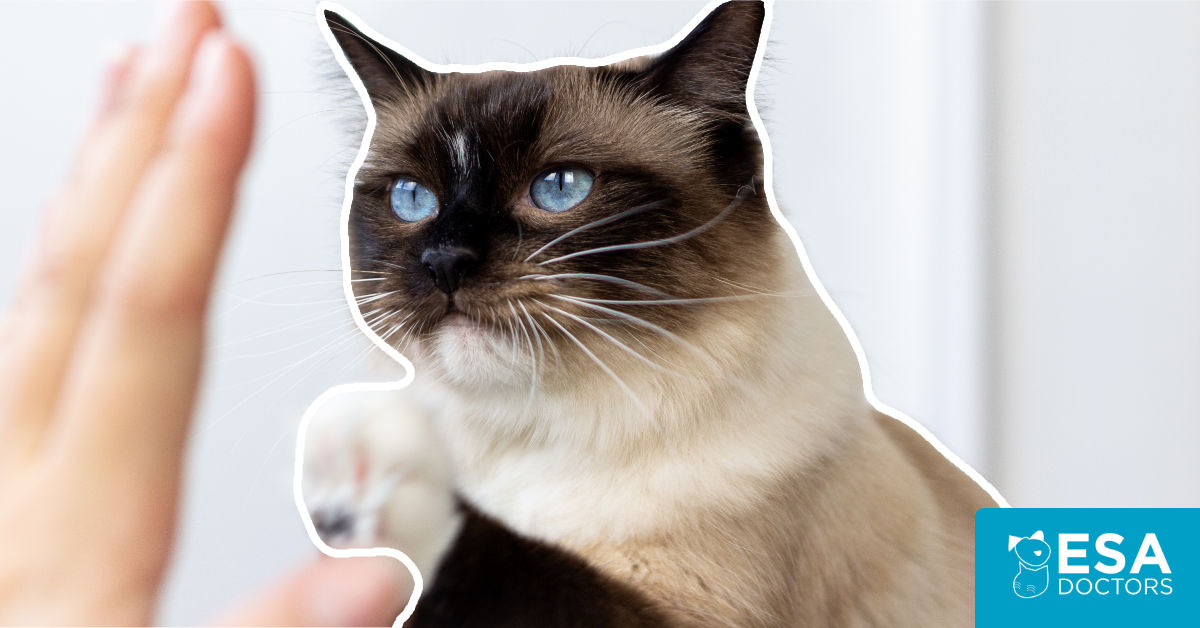 Expert Advice on Clicker Training Your Cat