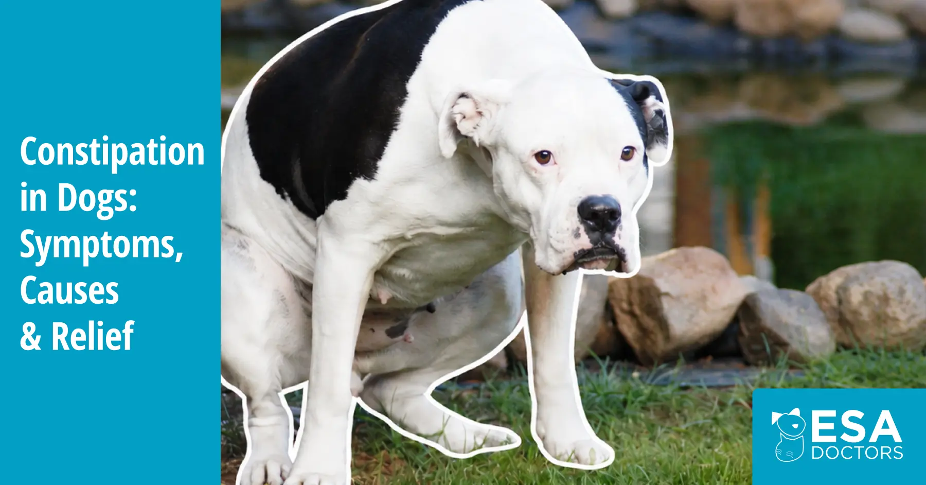 Constipation in Dogs: Symptoms, Causes, and Relief